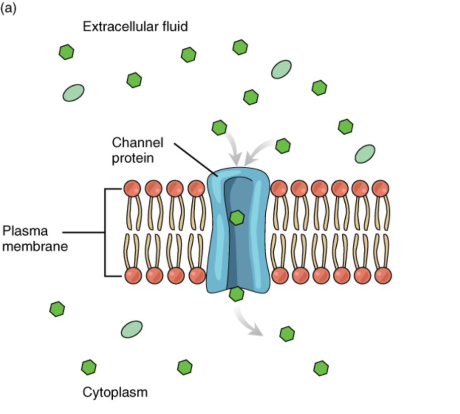 10 Facilitated Diffusion Examples In Real Life The Boffins Portal
